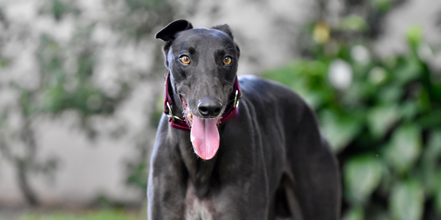 Farrell's Pet Nutrition - The Original 4x2 – FARRELL'S PETCARE LTD