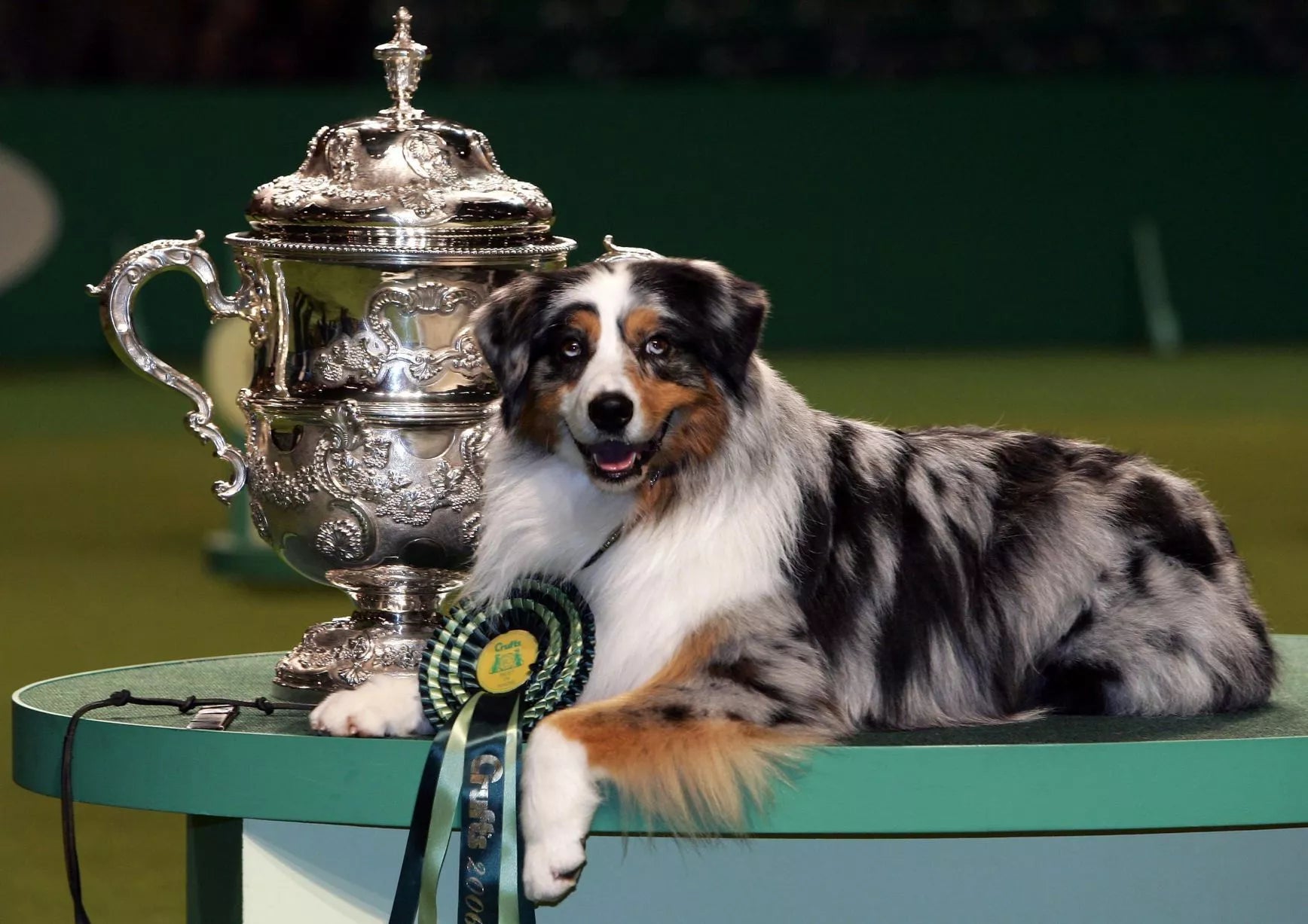 Farrell's Original Hard Baked Biscuits – Farrell's Pet Nutrition