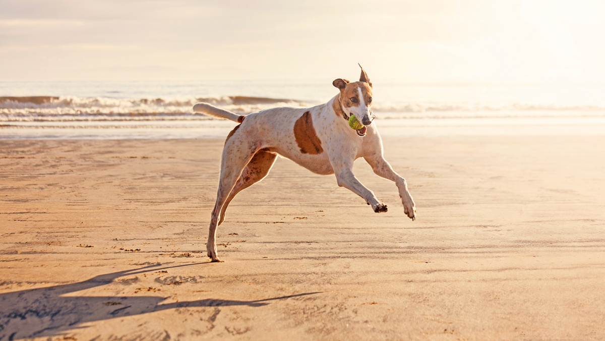 Farrell's Original 4x2 Baked Dog Biscuits 10kg – Farrell's Pet Nutrition