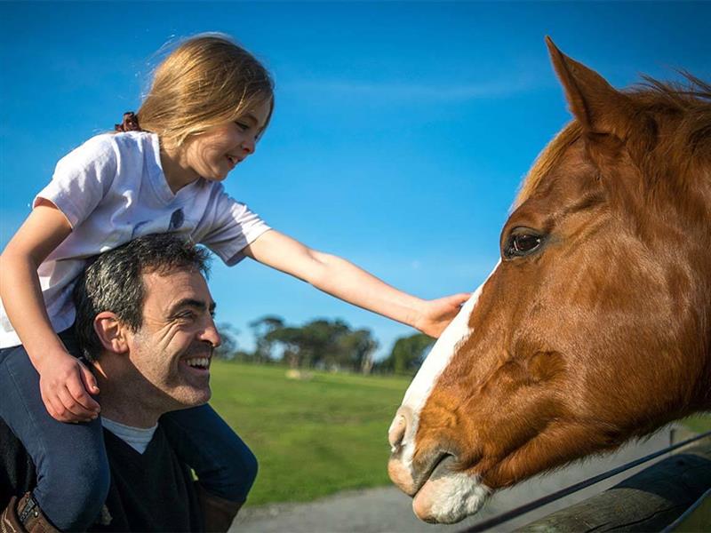 Farrell's Pet Nutrition - The Original 4x2 – FARRELL'S PETCARE LTD